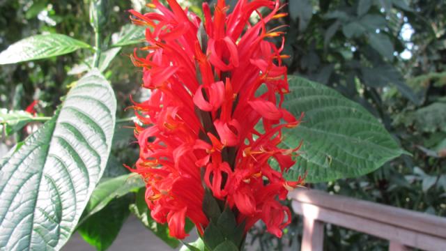 Conservatory | United States Botanic Garden