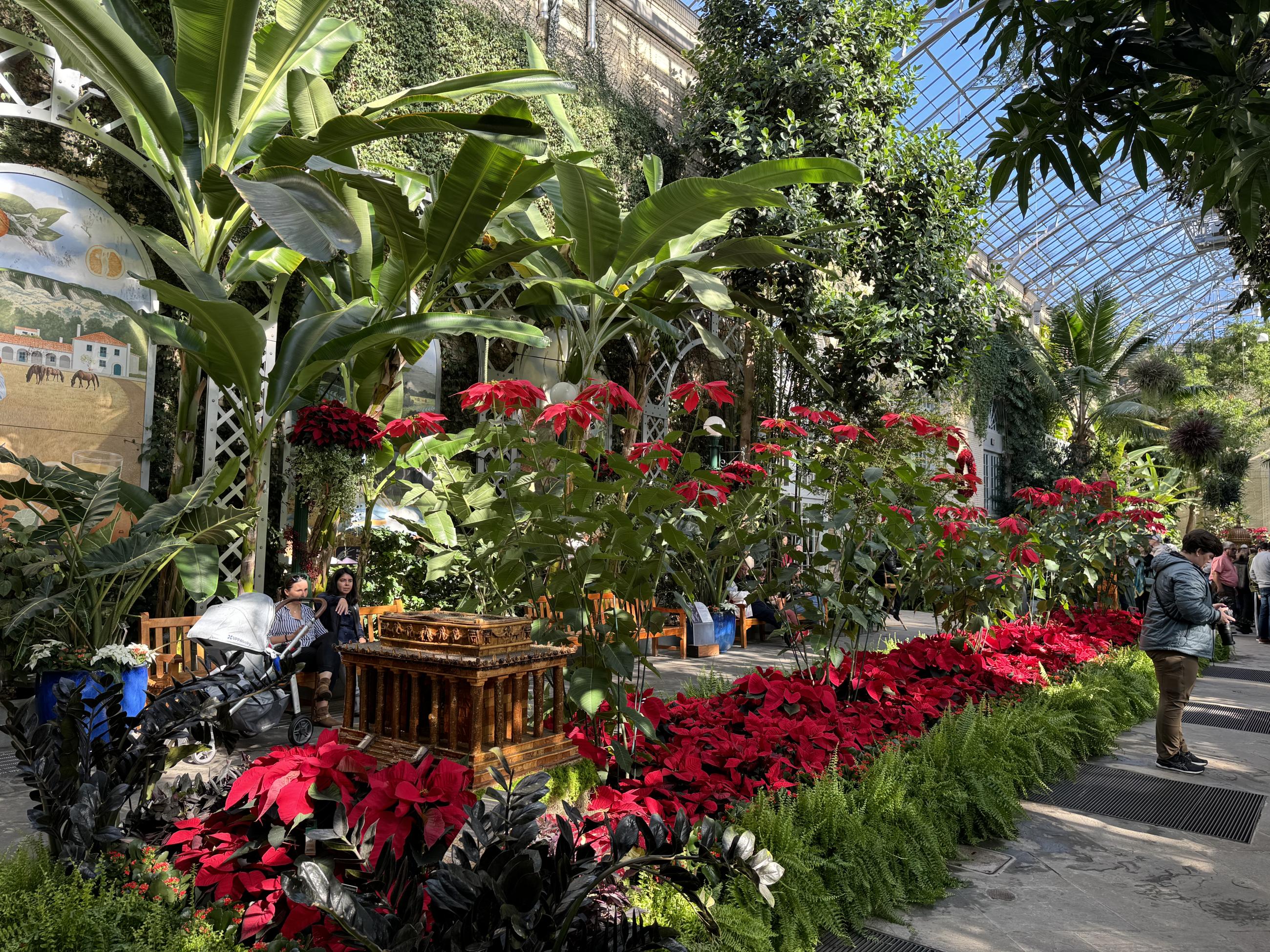 Growing Poinsettias More Sustainably | United States Botanic Garden