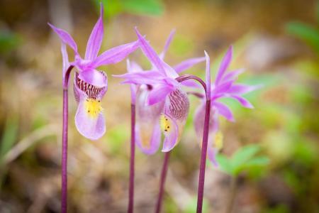 Plant Conservation | United States Botanic Garden